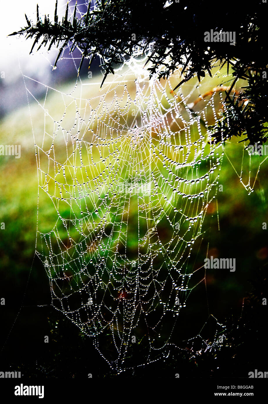 Spiders webs covered with dew hi-res stock photography and images - Alamy