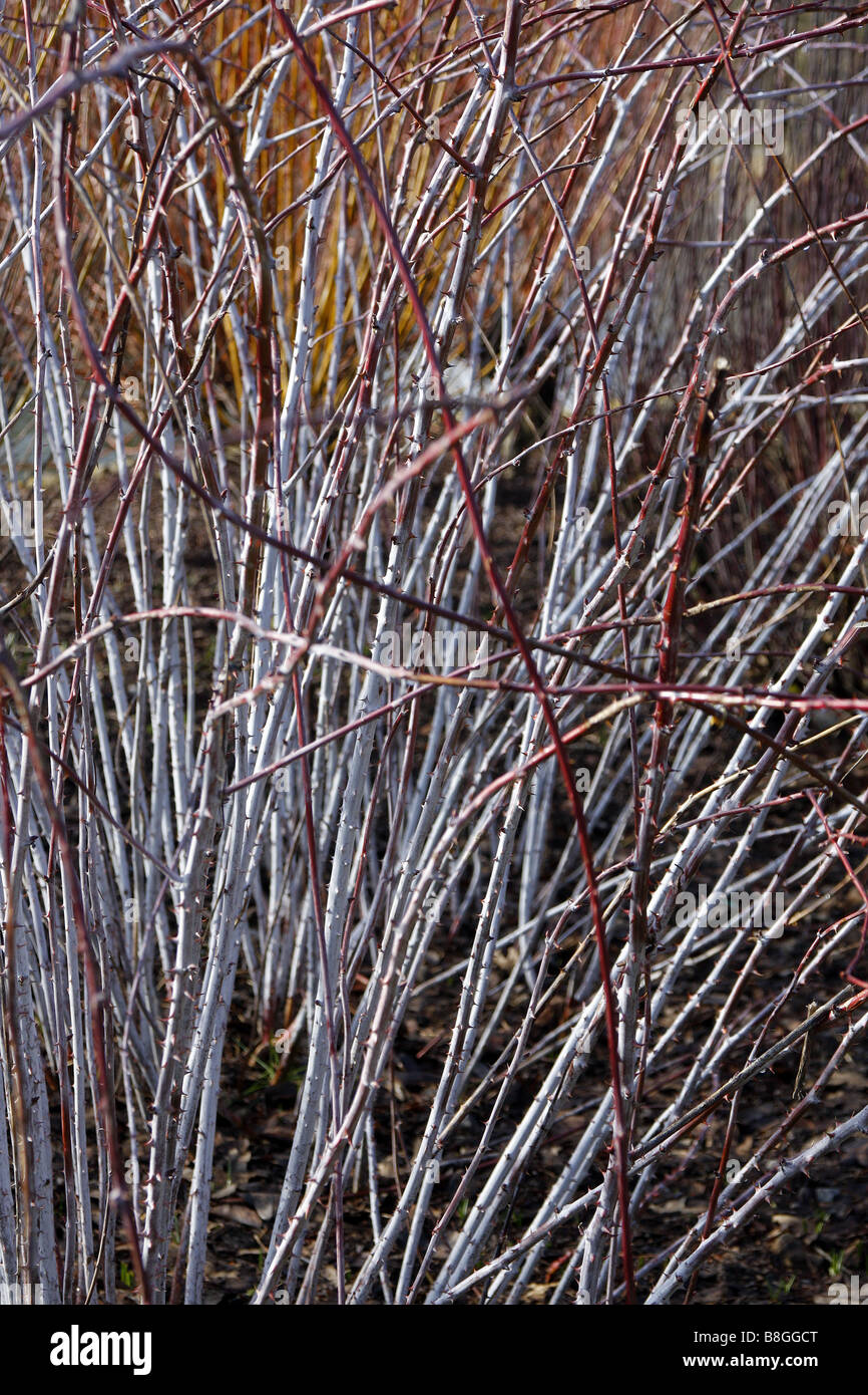 Rubus biflorus hi-res stock photography and images - Alamy