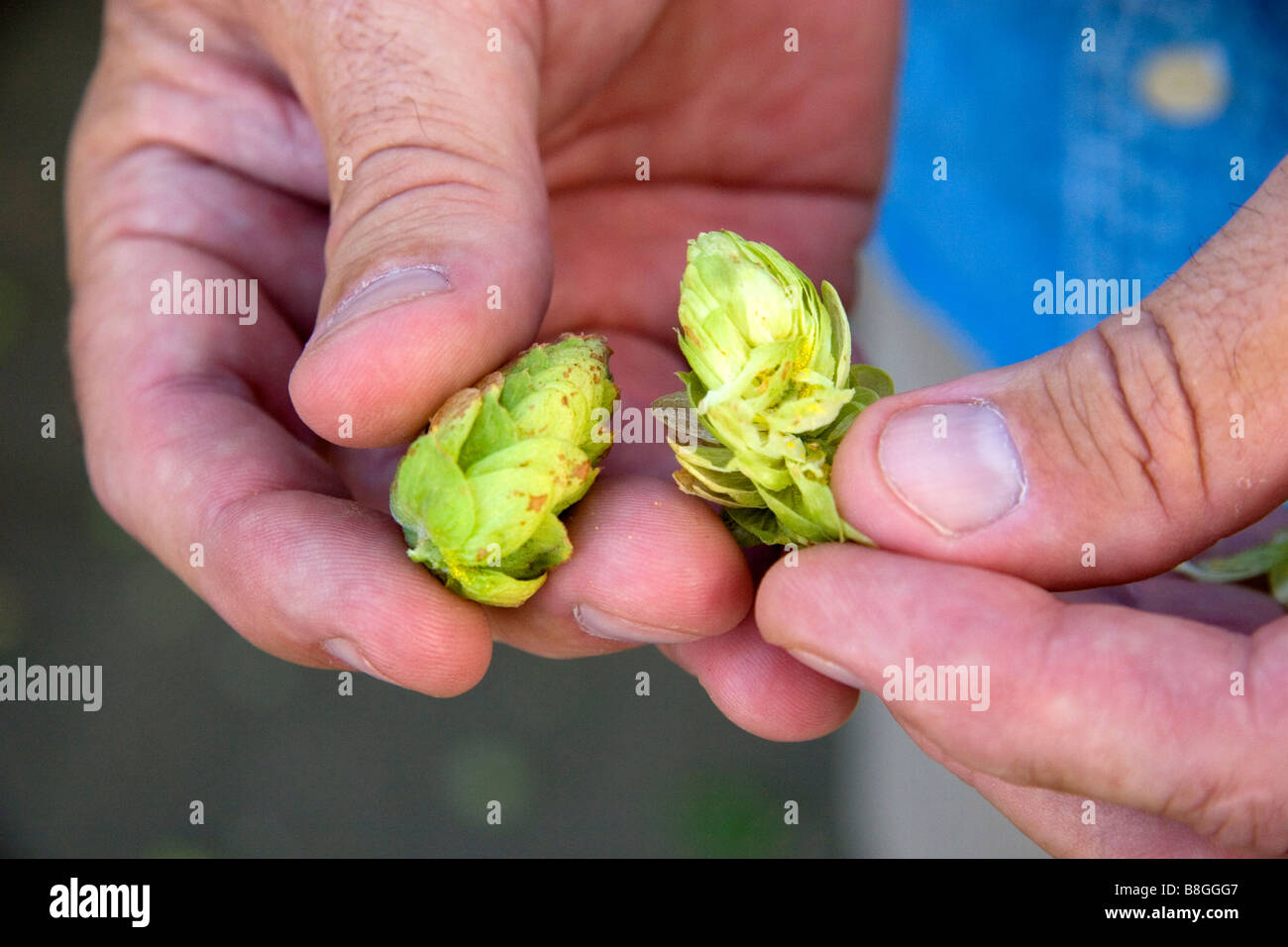 Hop cones from a hop plant in Canyon County Idaho USA Stock Photo - Alamy