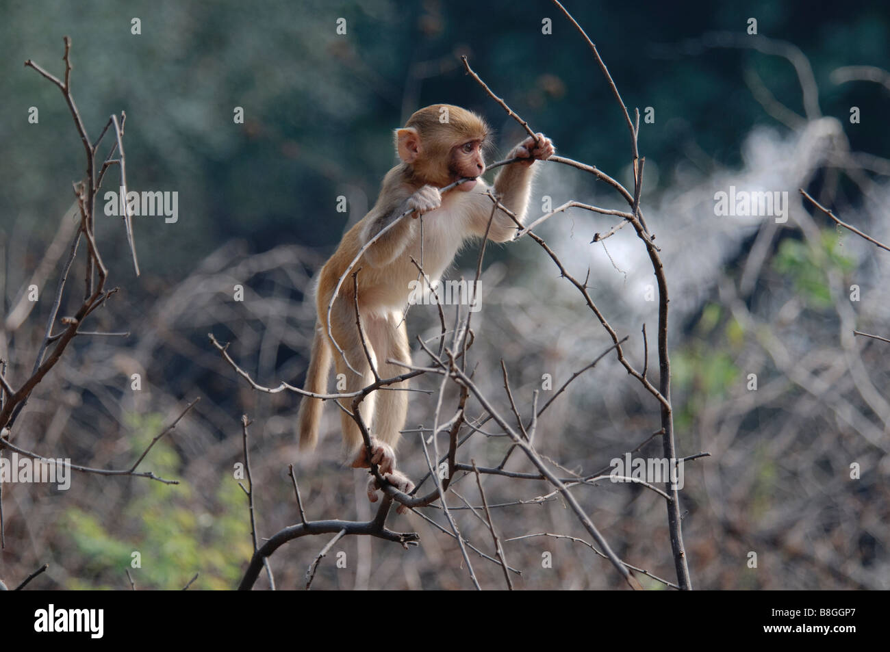 baby Rhesus macaque Macaca mulatta Stock Photo - Alamy
