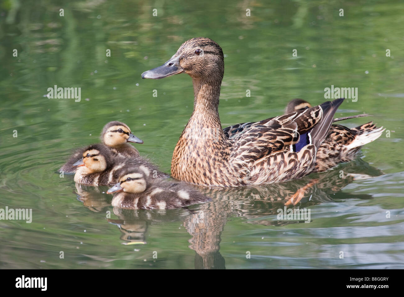 Family of Mallard Ducks Stock Photo - Alamy