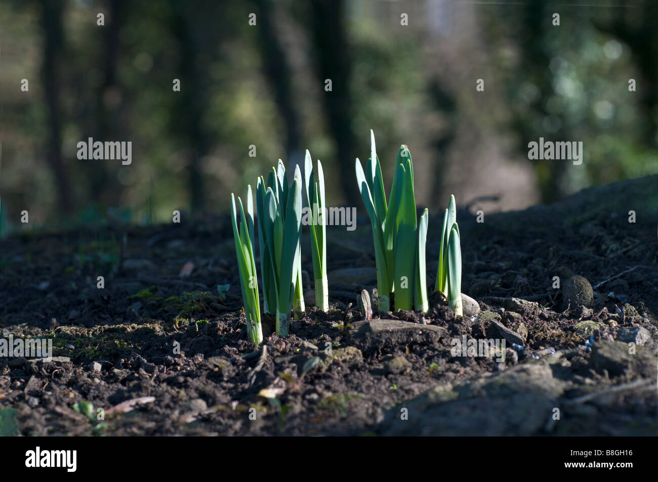 Fresh green sprouting daffodils, spring is coming Stock Photo - Alamy