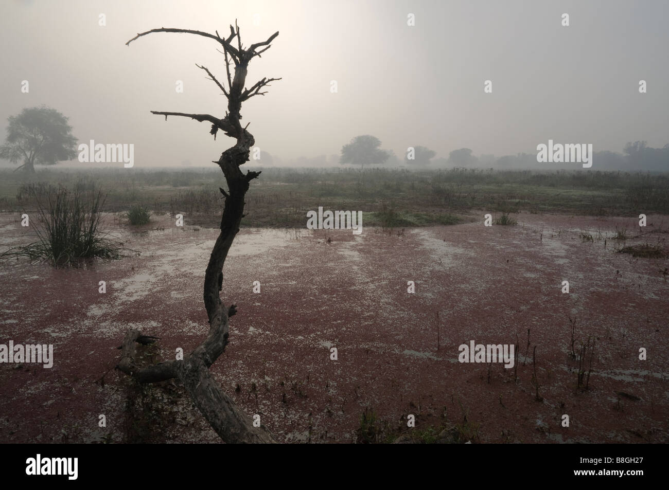 Silhouette of a dead tree in a foggy morning in wetland Keoladeo Ghana ...