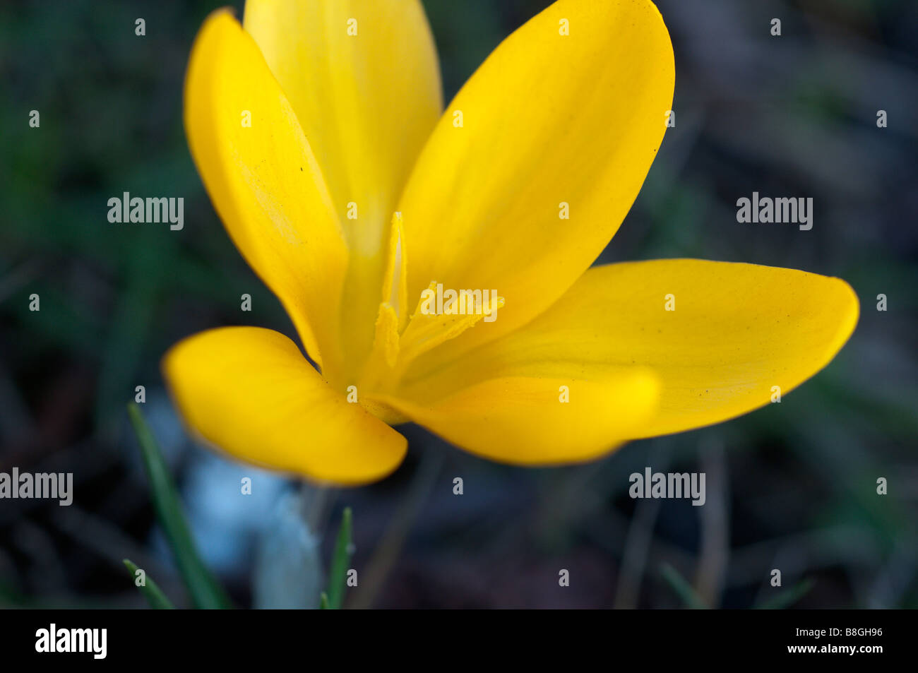 A 2009 crocus, spring is coming Stock Photo - Alamy