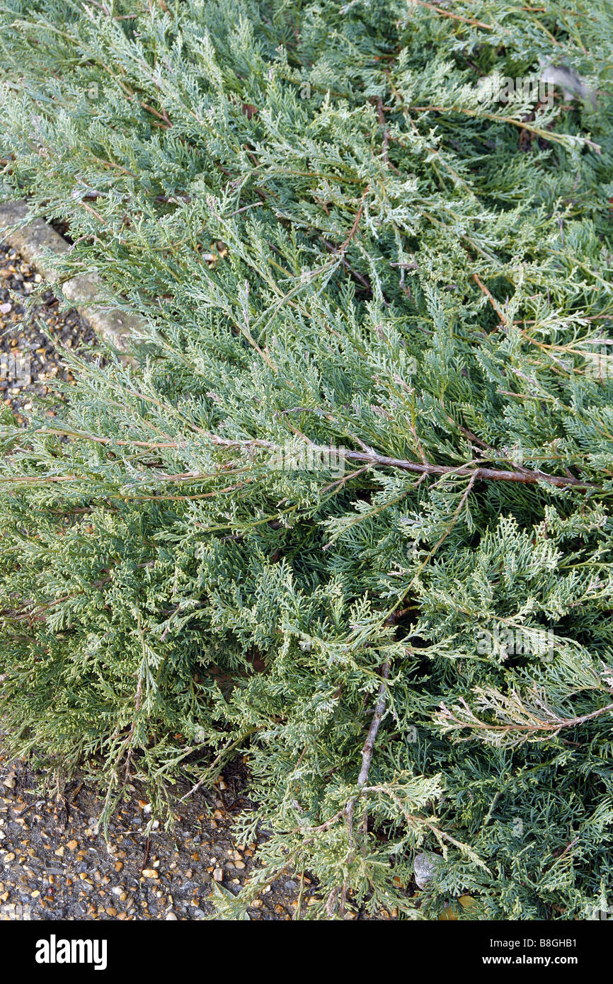 Prostrate evergreen conifer ground cover grey glaucous juniperus owl ...