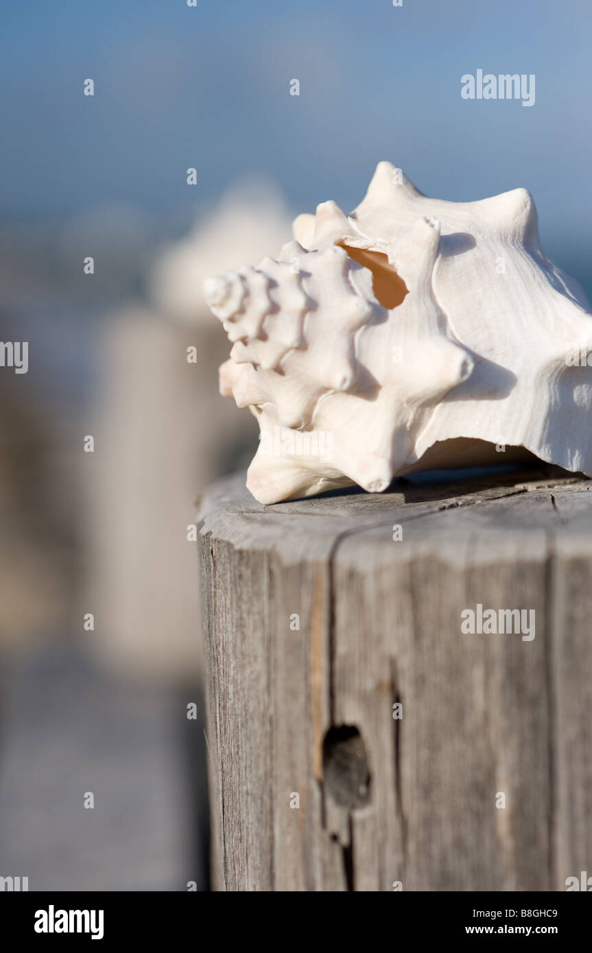 Shell on a jetty Mexico Stock Photo - Alamy