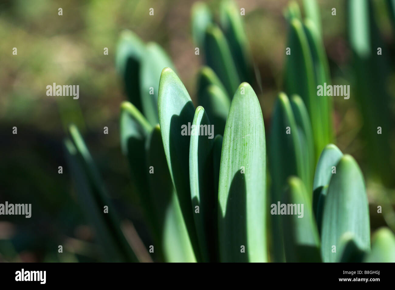 New daffodils hi-res stock photography and images - Alamy