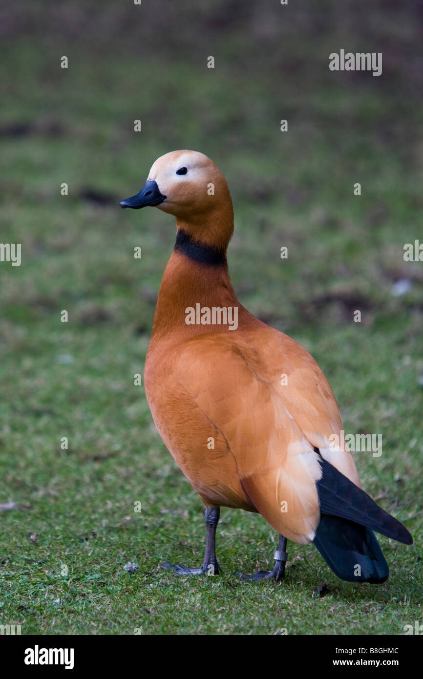 Ruddy hi-res stock photography and images - Alamy