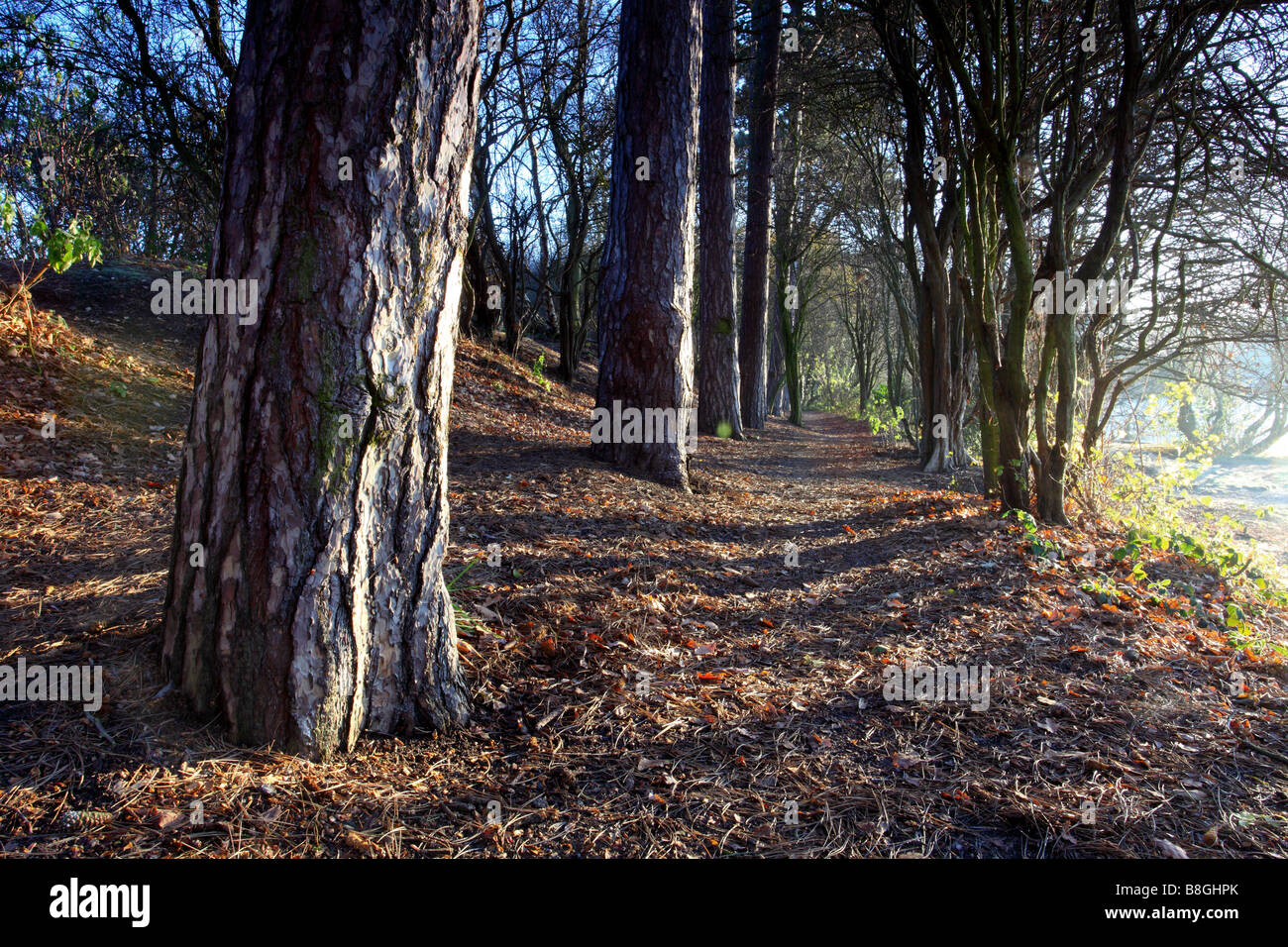row of trees in Shipley Country Park Derbyshire England Stock Photo - Alamy