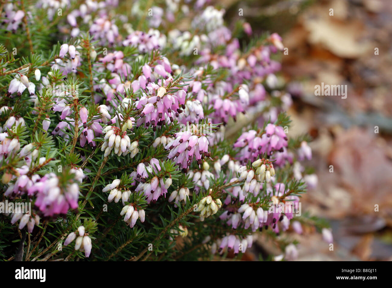 ERICA CARNEA C J BACKHOUSE Stock Photo - Alamy