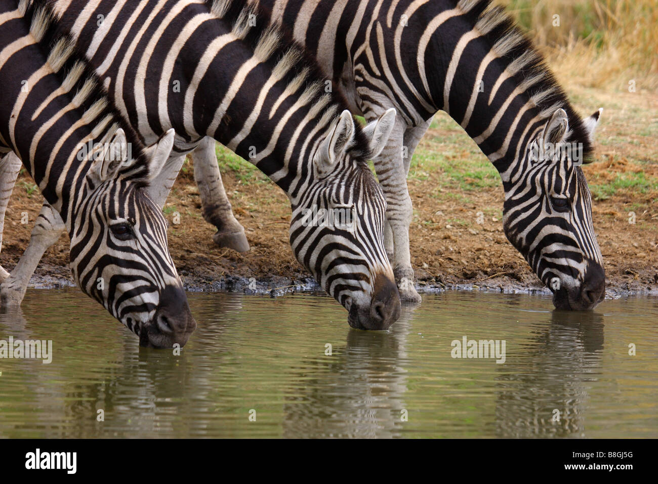 The zebras drinking from waterhole Stock Photo - Alamy