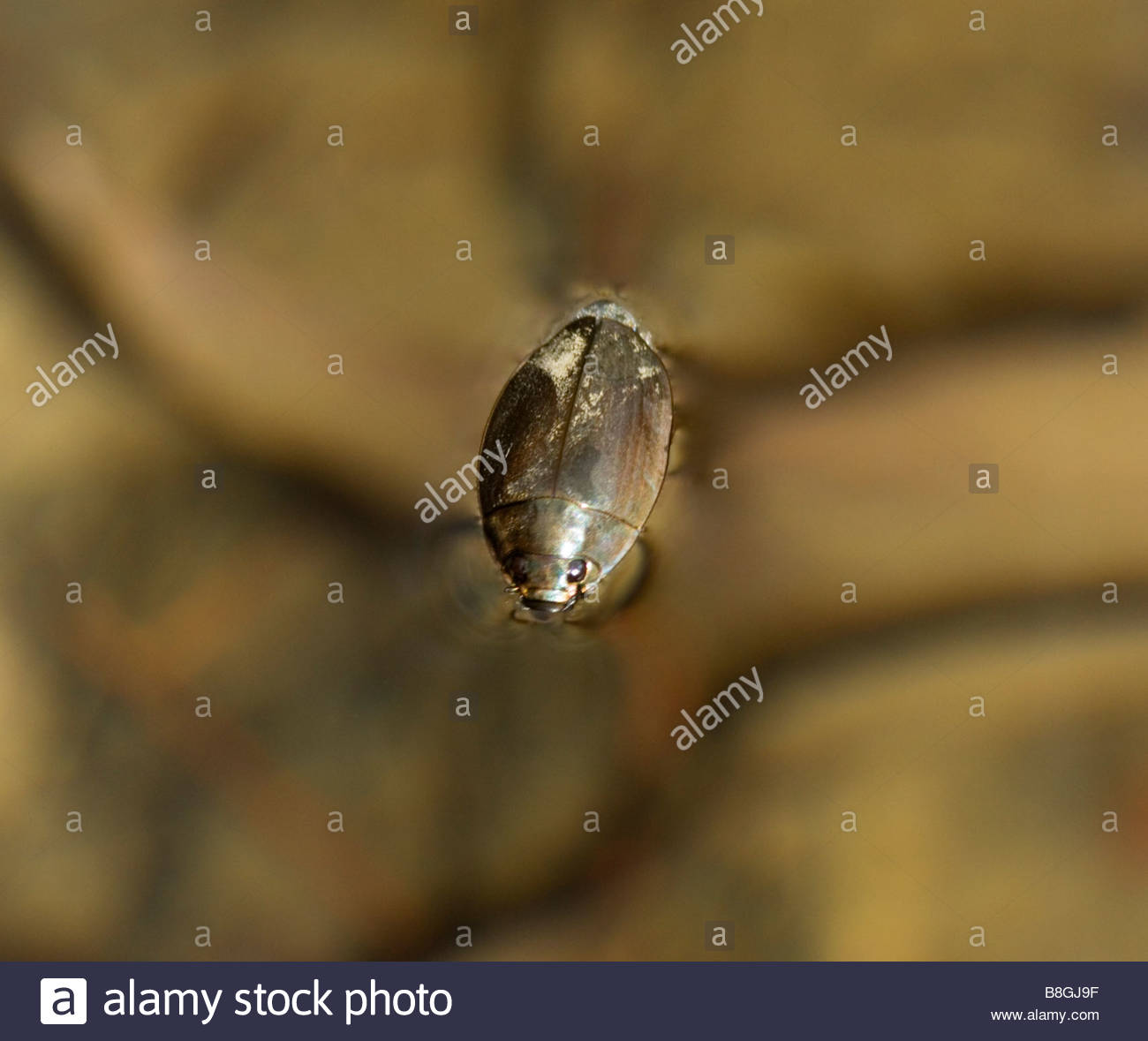 Whirligig Beetle High Resolution Stock Photography and Images - Alamy