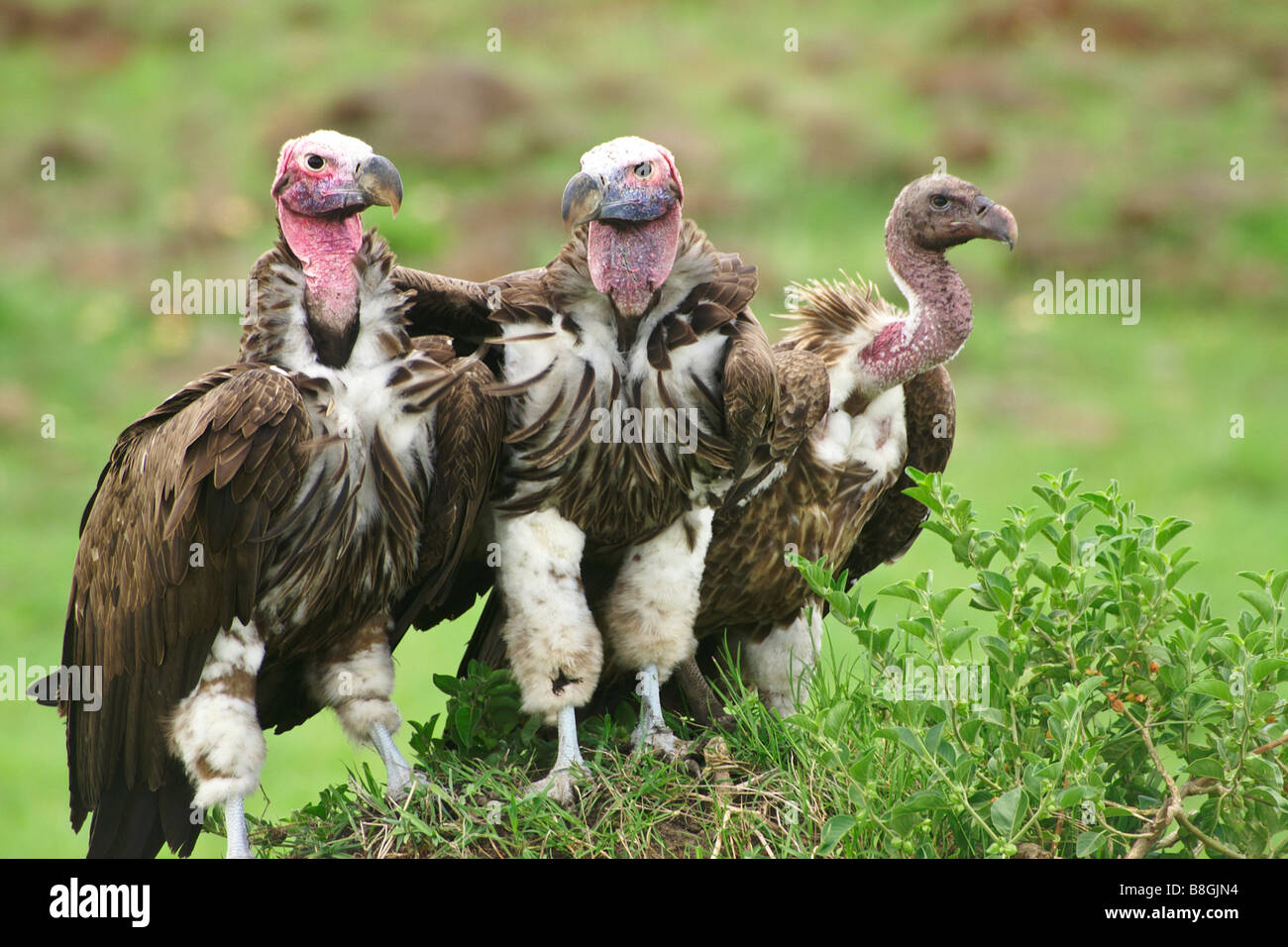Lappet-faced (Nubian) vultures, Kenya Stock Photo - Alamy