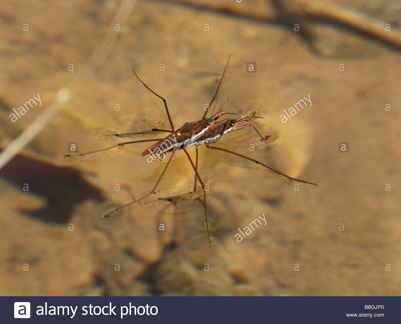 Water Striders High Resolution Stock Photography and Images - Alamy