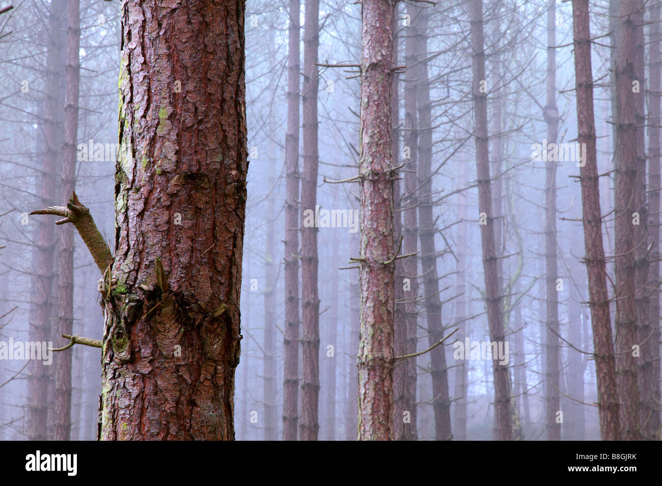 close up of pine trees in mist Stock Photo - Alamy