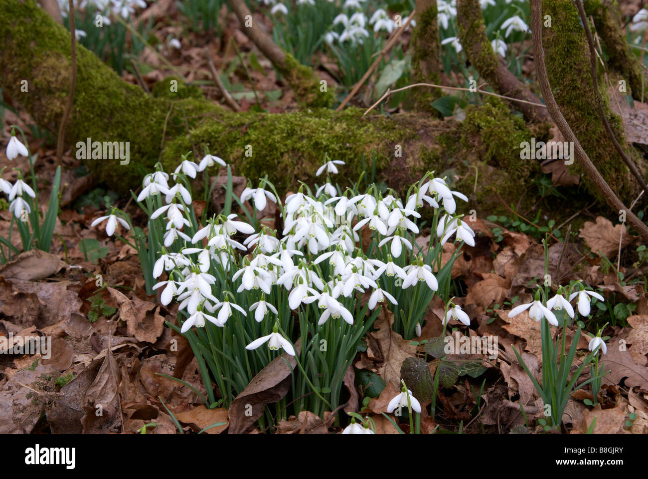 Common snowdrop naturalised hi-res stock photography and images - Alamy