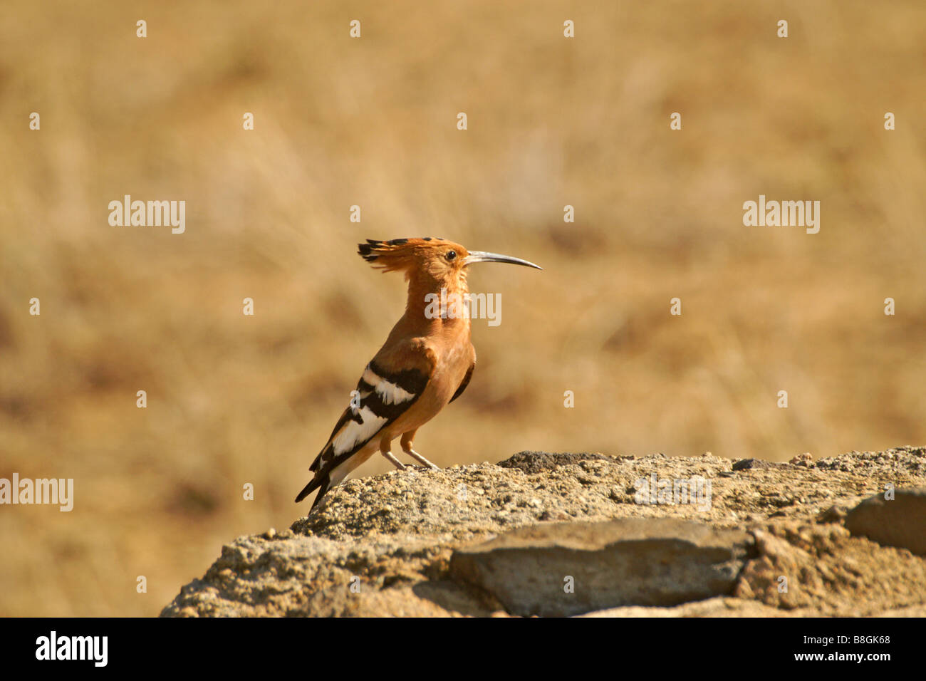 African hoopoe, Kenya Stock Photo - Alamy