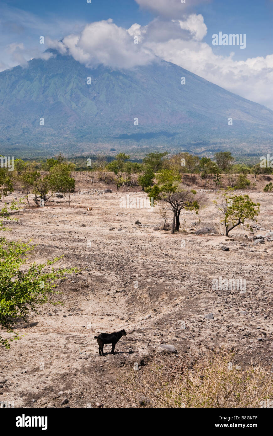 Indonesian goat hi-res stock photography and images - Alamy