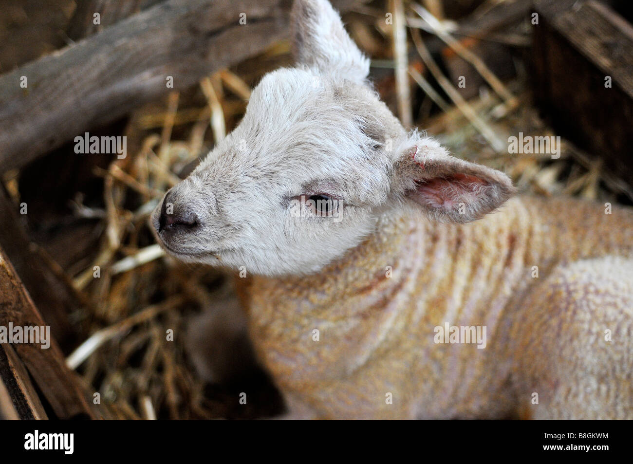 A newborn Lamb on straw Stock Photo - Alamy