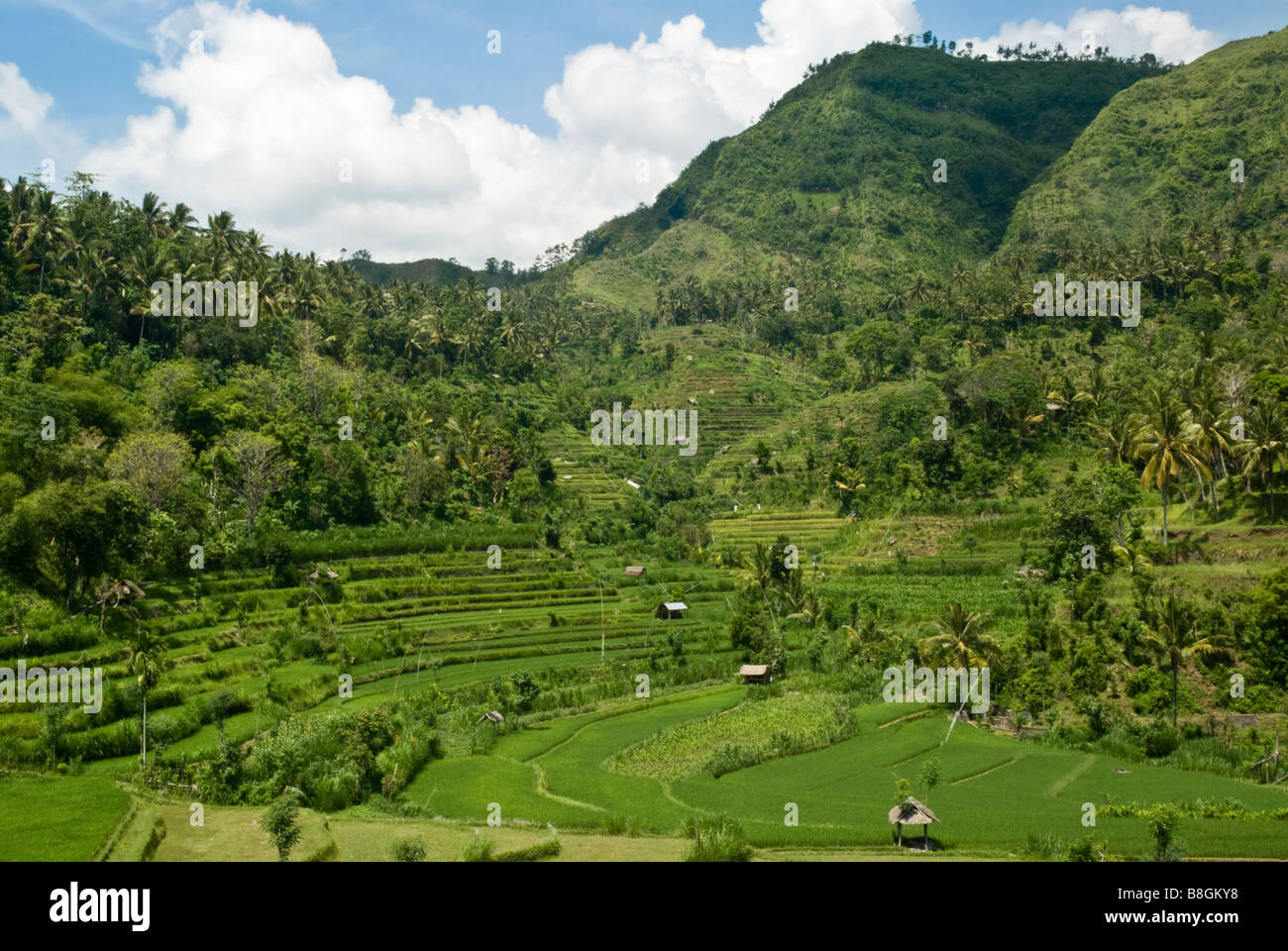 Rice terraces in Bali, Indonesia Stock Photo - Alamy