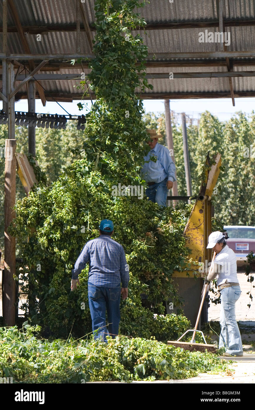 Hops farm hi-res stock photography and images - Alamy