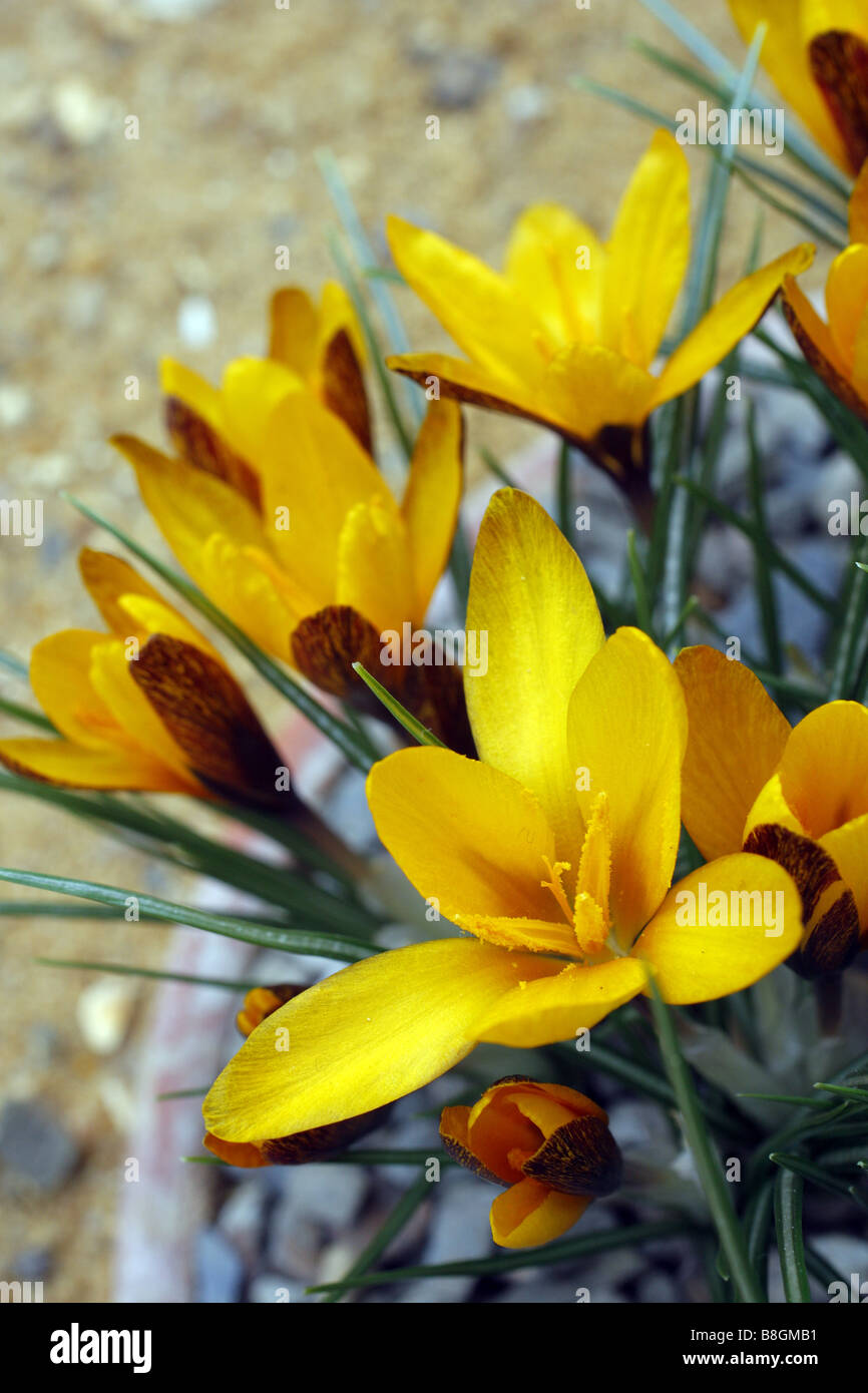 Dwarf crocus hi-res stock photography and images - Alamy