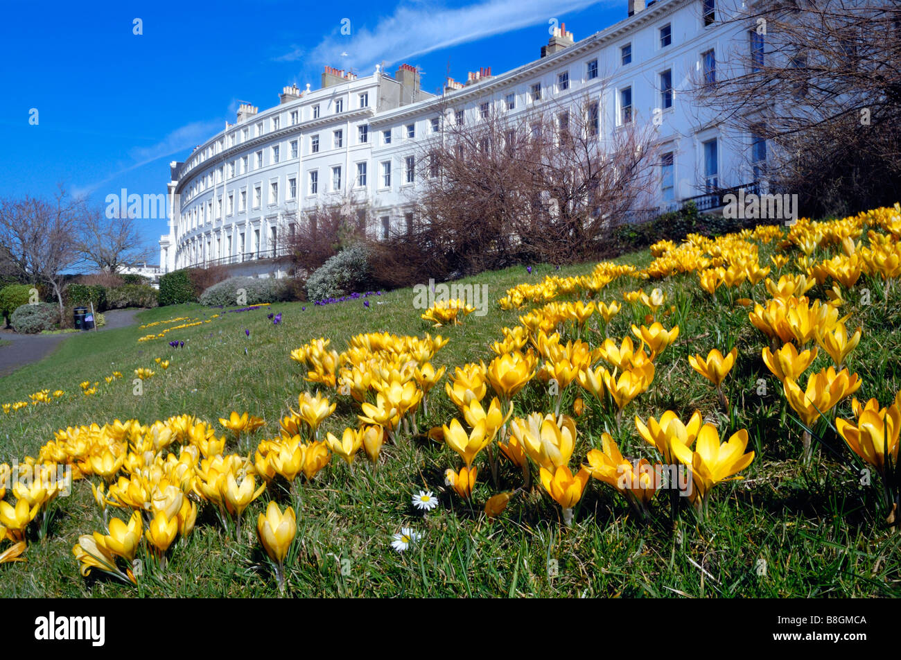Spring flowers in front of Regency buildings Brighton Stock Photo - Alamy