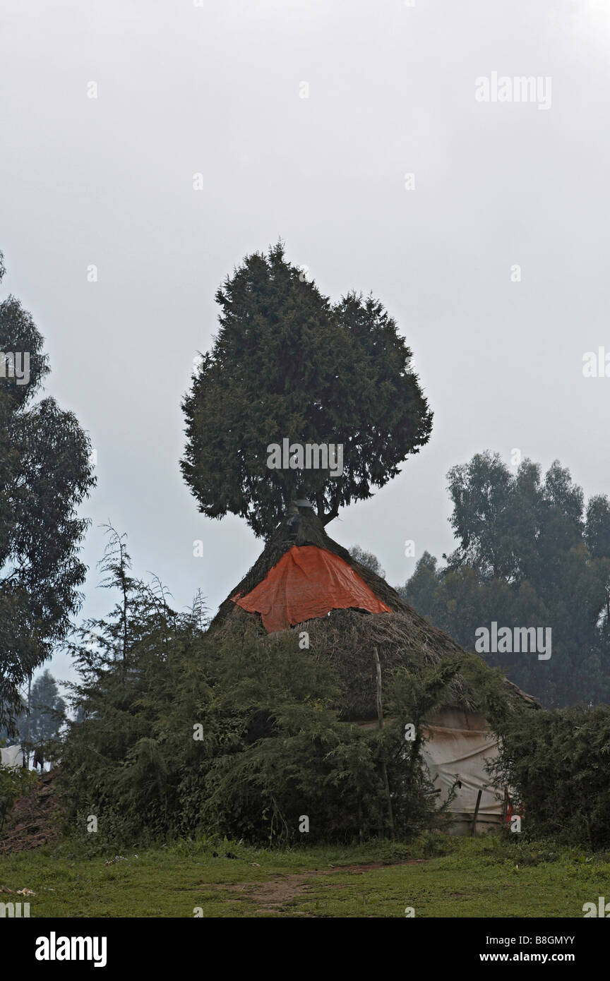 Addis Ababa Ethiopia Tree house Entoto mountain Stock Photo - Alamy