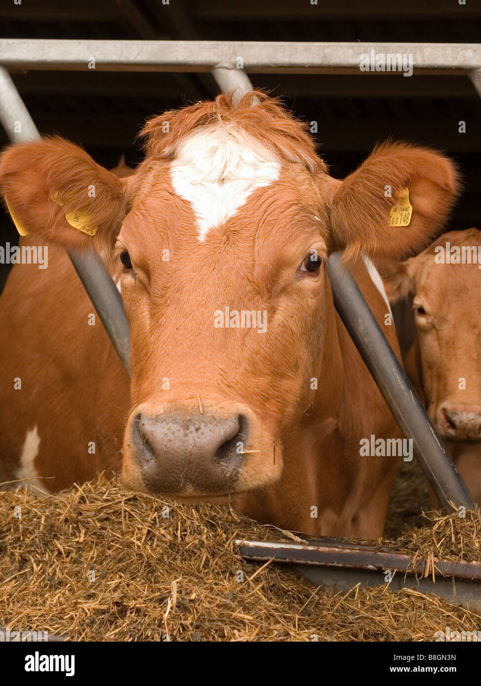 Guernsey cow hi-res stock photography and images - Alamy
