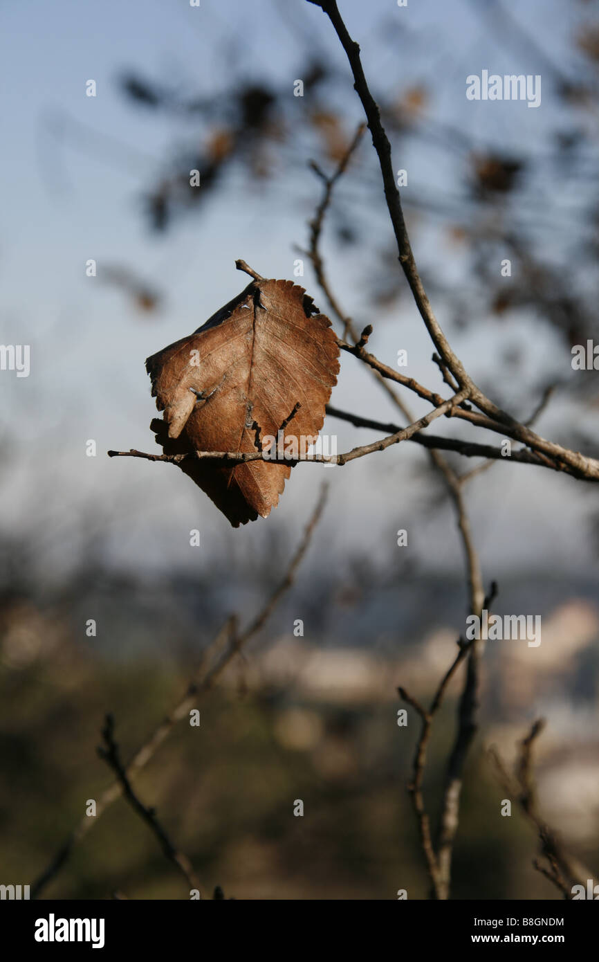 one brown leaf stuck on bare tree branch in autumn Stock Photo - Alamy