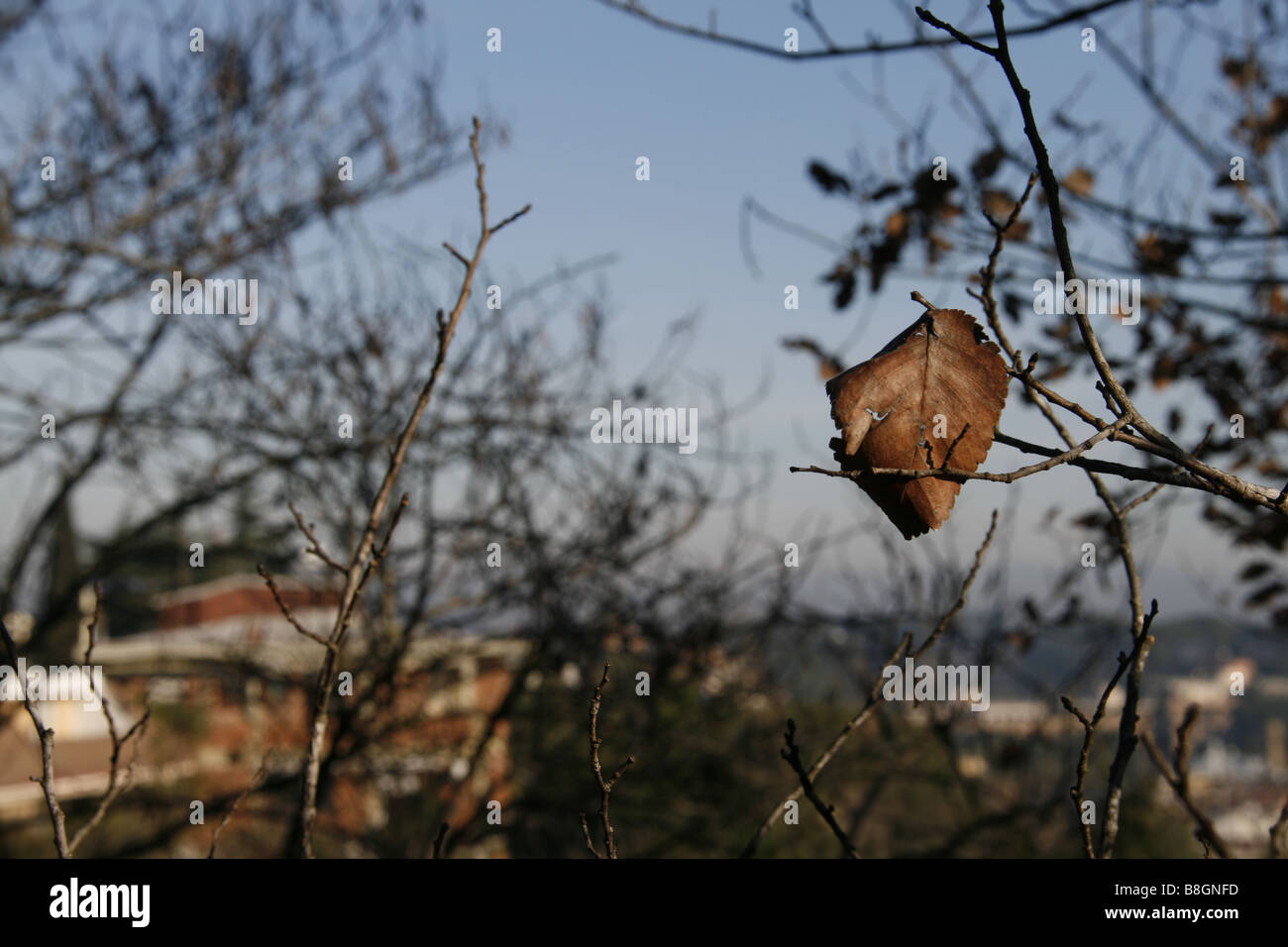 one brown leaf stuck on bare tree branch in autumn Stock Photo - Alamy
