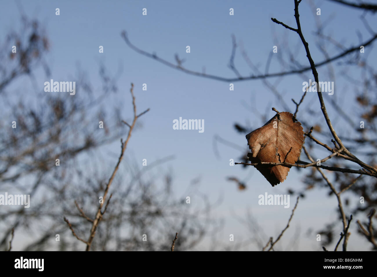 one brown leaf stuck on bare tree branch in autumn Stock Photo - Alamy