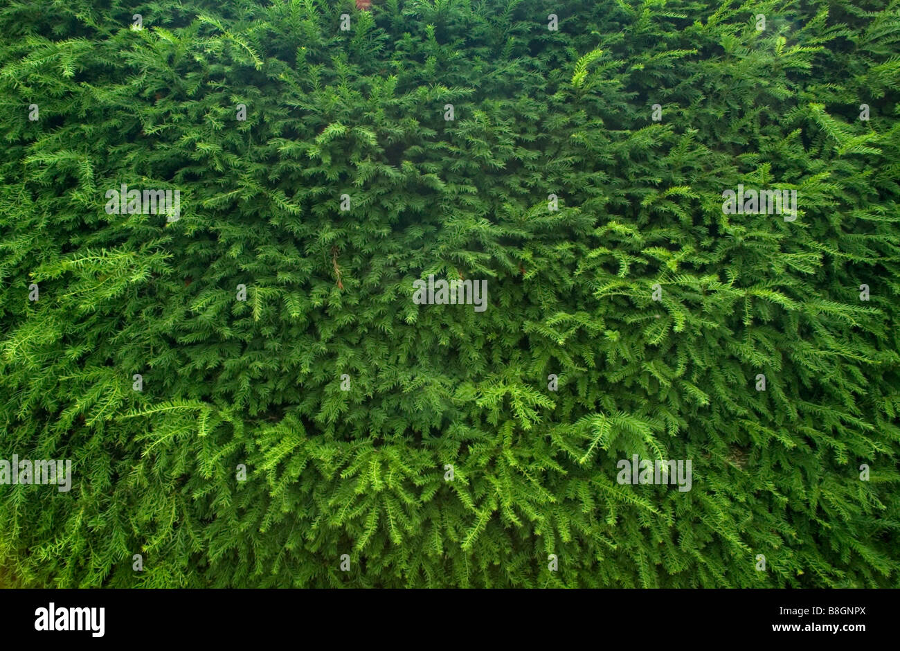 close up of a hedge Stock Photo - Alamy