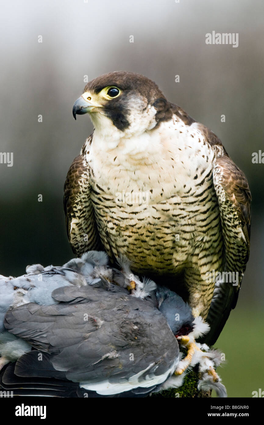 Peregrine - Falco peregrinus Stock Photo - Alamy
