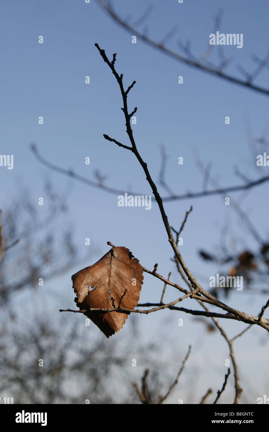 one brown leaf stuck on bare tree branch in autumn Stock Photo - Alamy