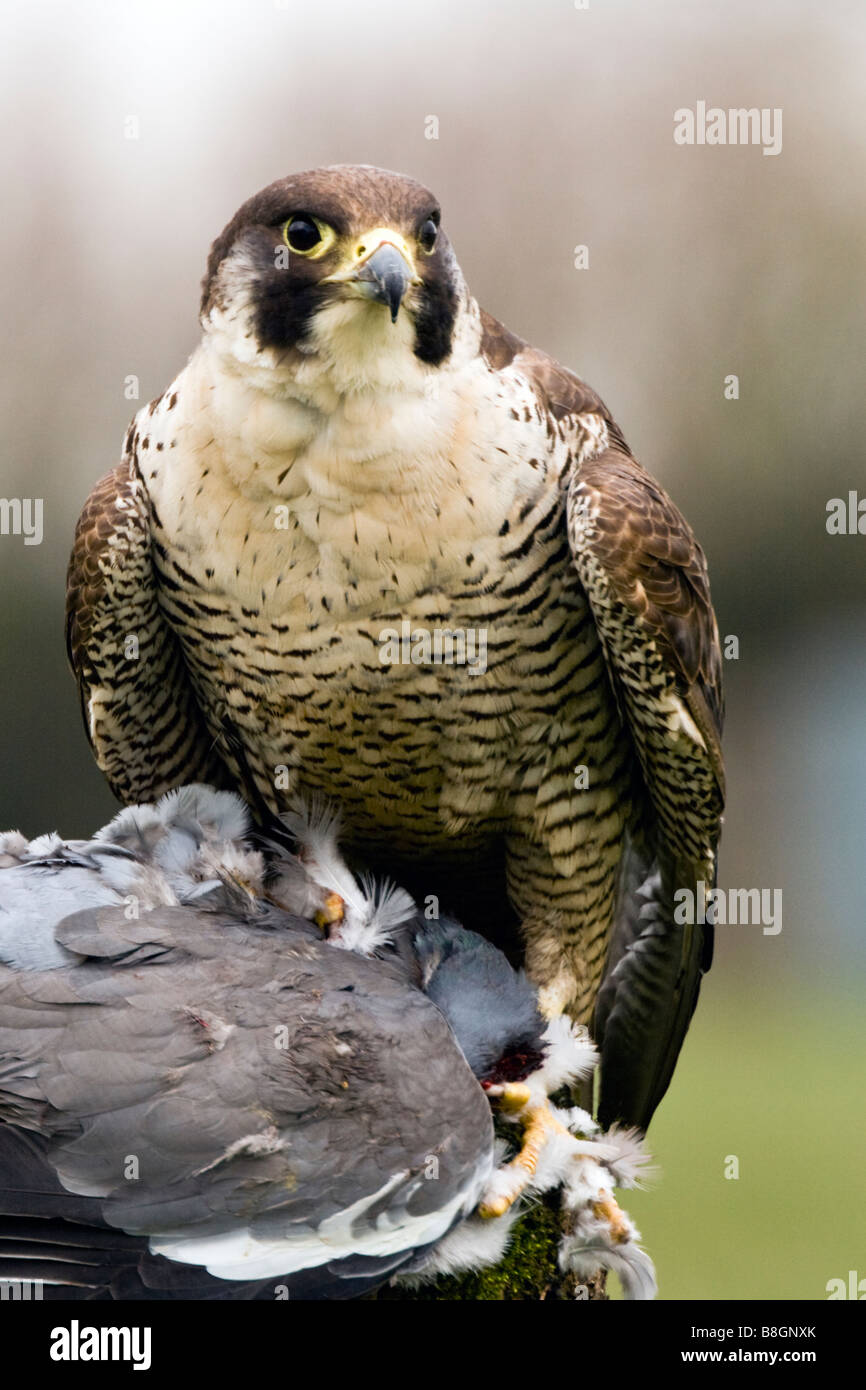 Peregrine hi-res stock photography and images - Alamy