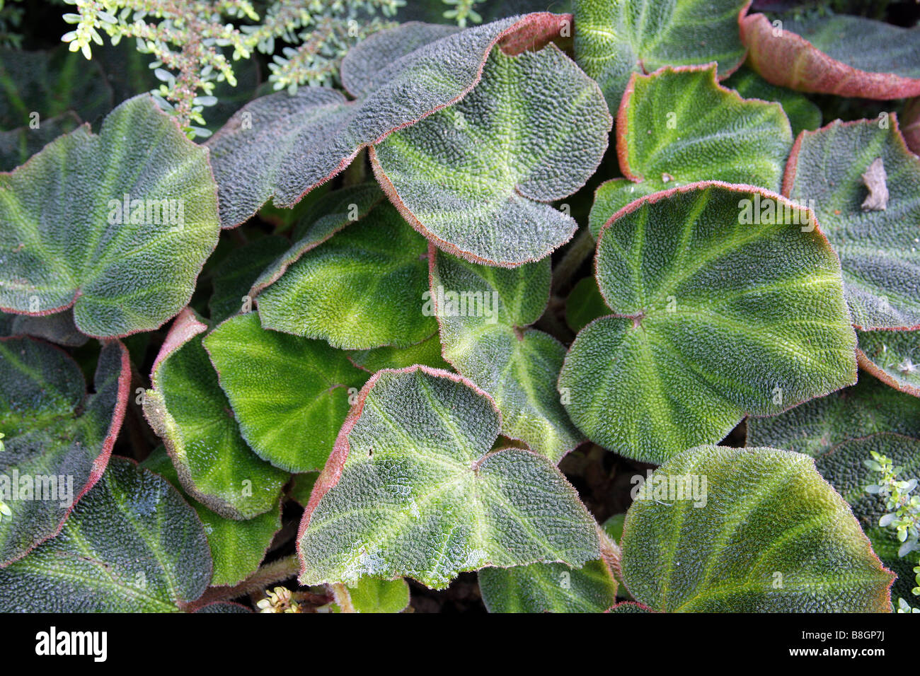 BEGONIA SOLI MUTATA Stock Photo - Alamy