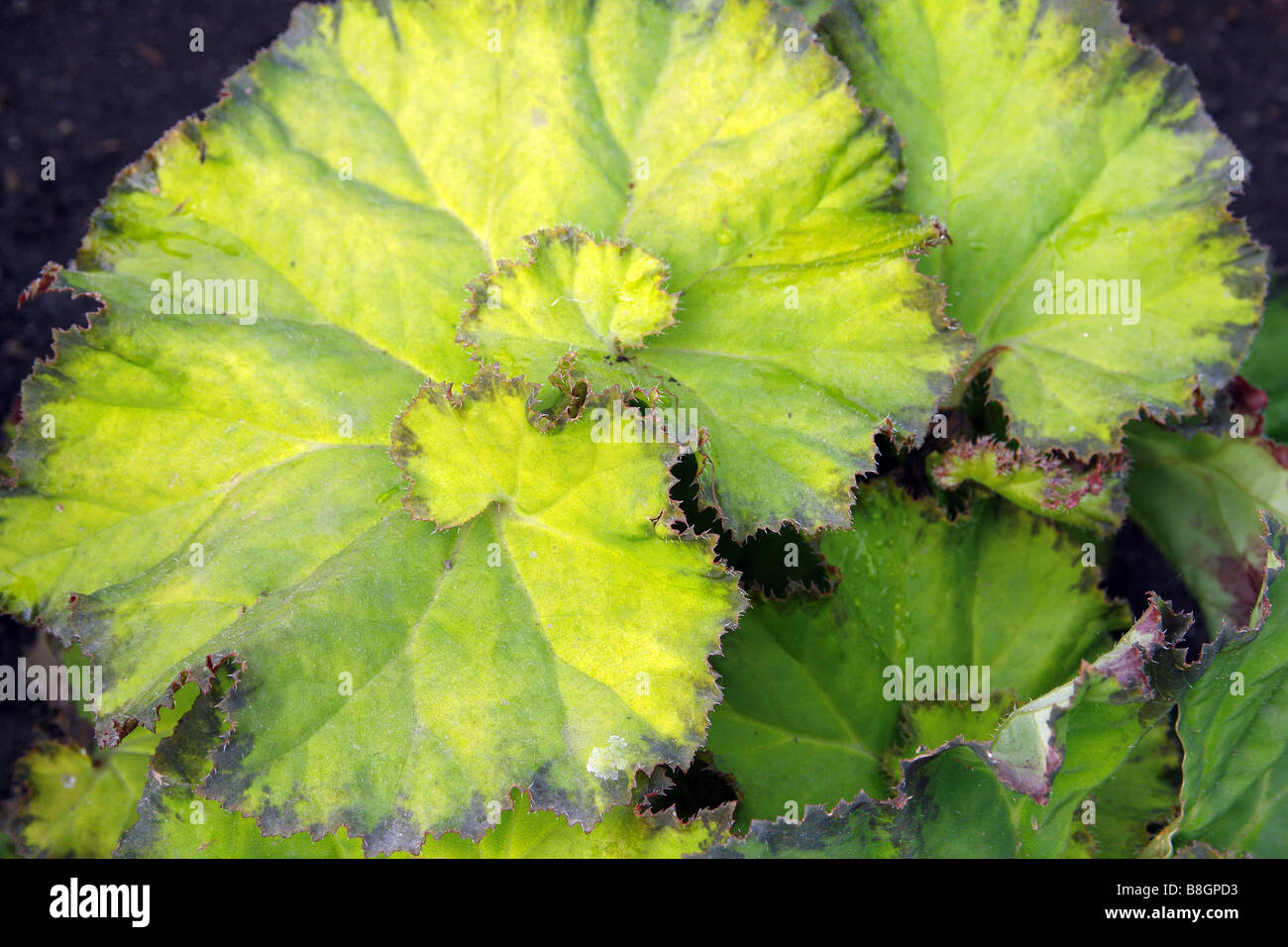 BEGONIA RIVER NILE Stock Photo - Alamy