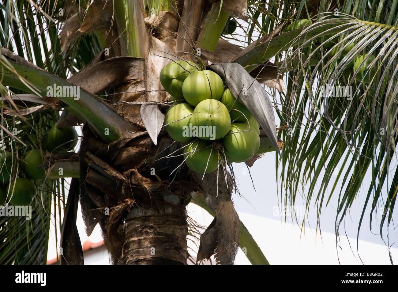 Coconut Palm Tree,Taiwan,China Stock Photo - Alamy