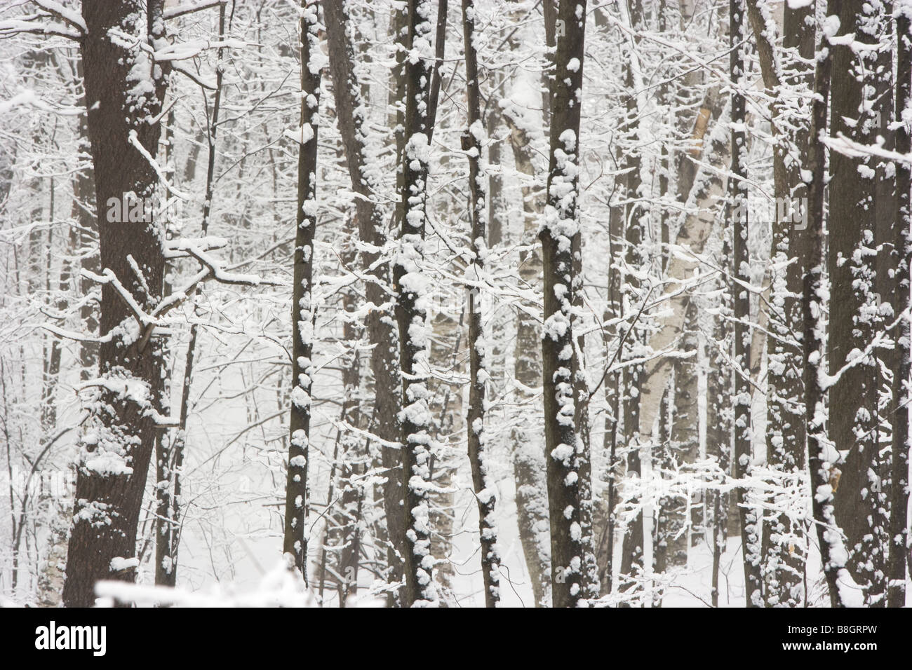 Winter snow in deep woods hi-res stock photography and images - Alamy