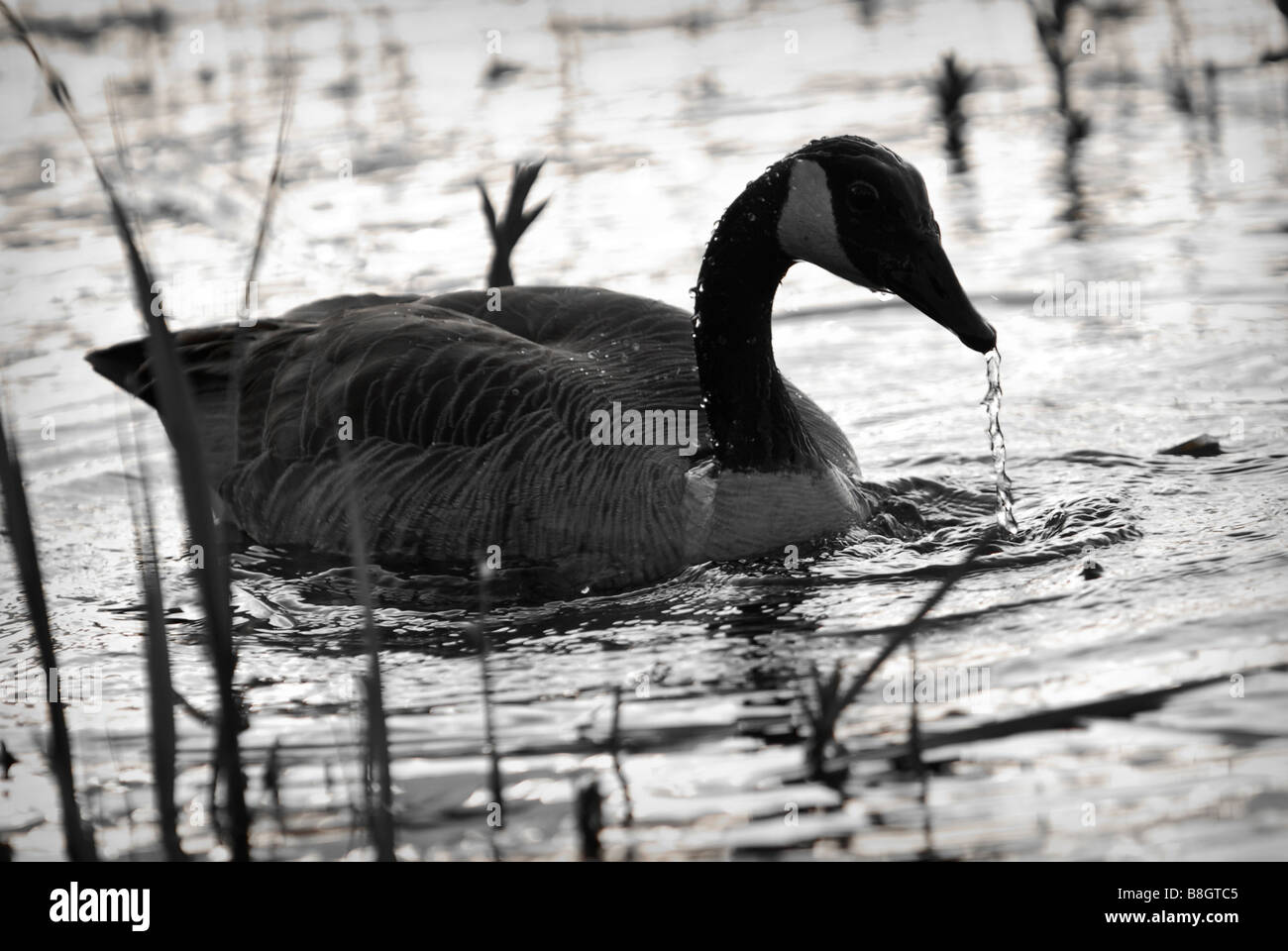 Wet goose feathers hi-res stock photography and images - Alamy