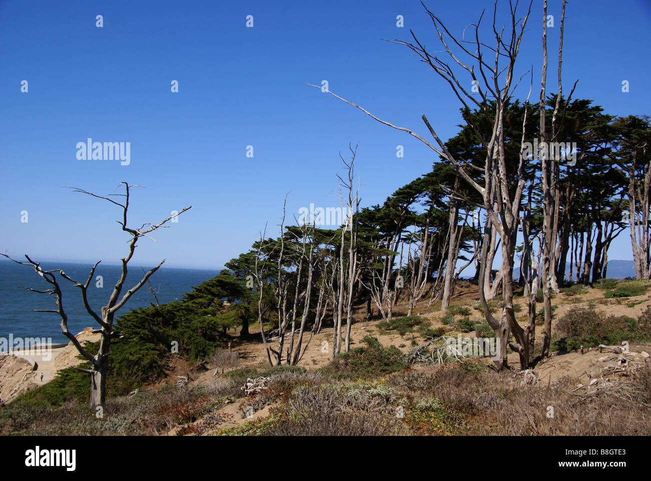 Withered trees on dry terrain Stock Photo - Alamy