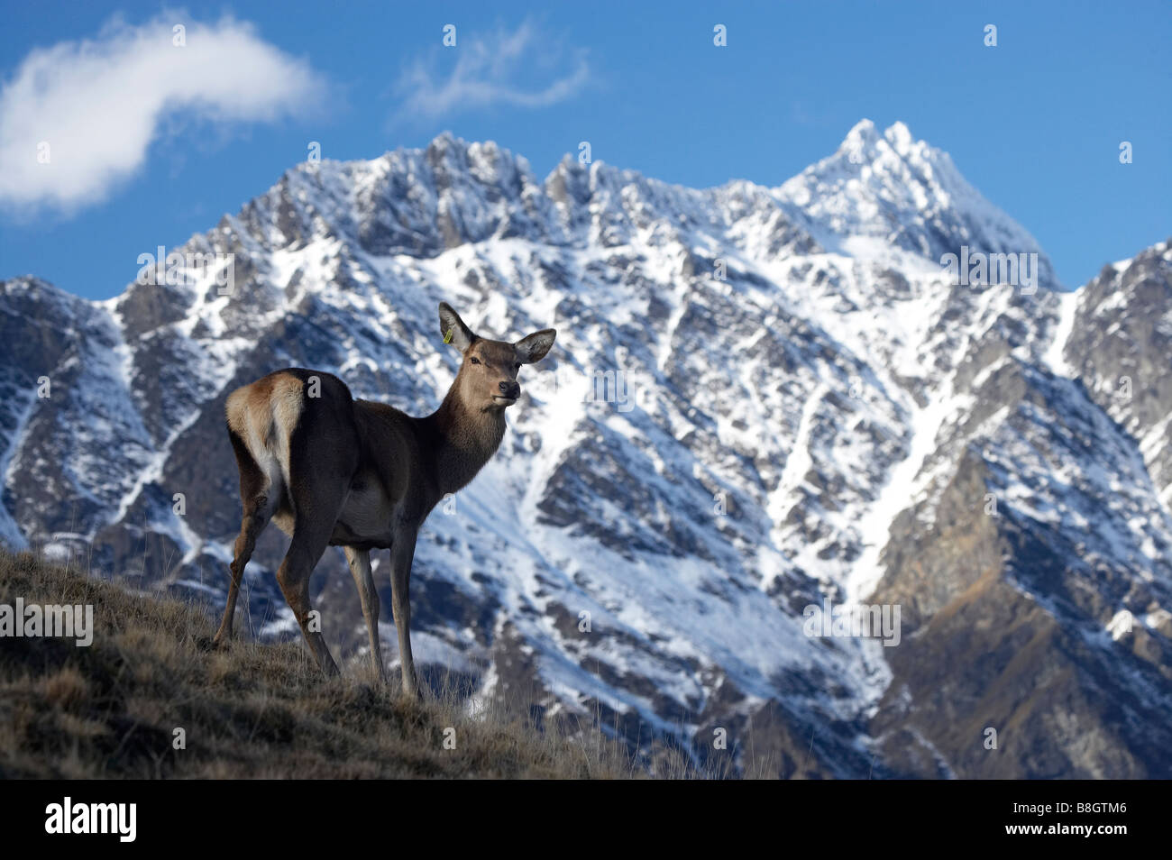 Deer farm new zealand hi-res stock photography and images - Alamy