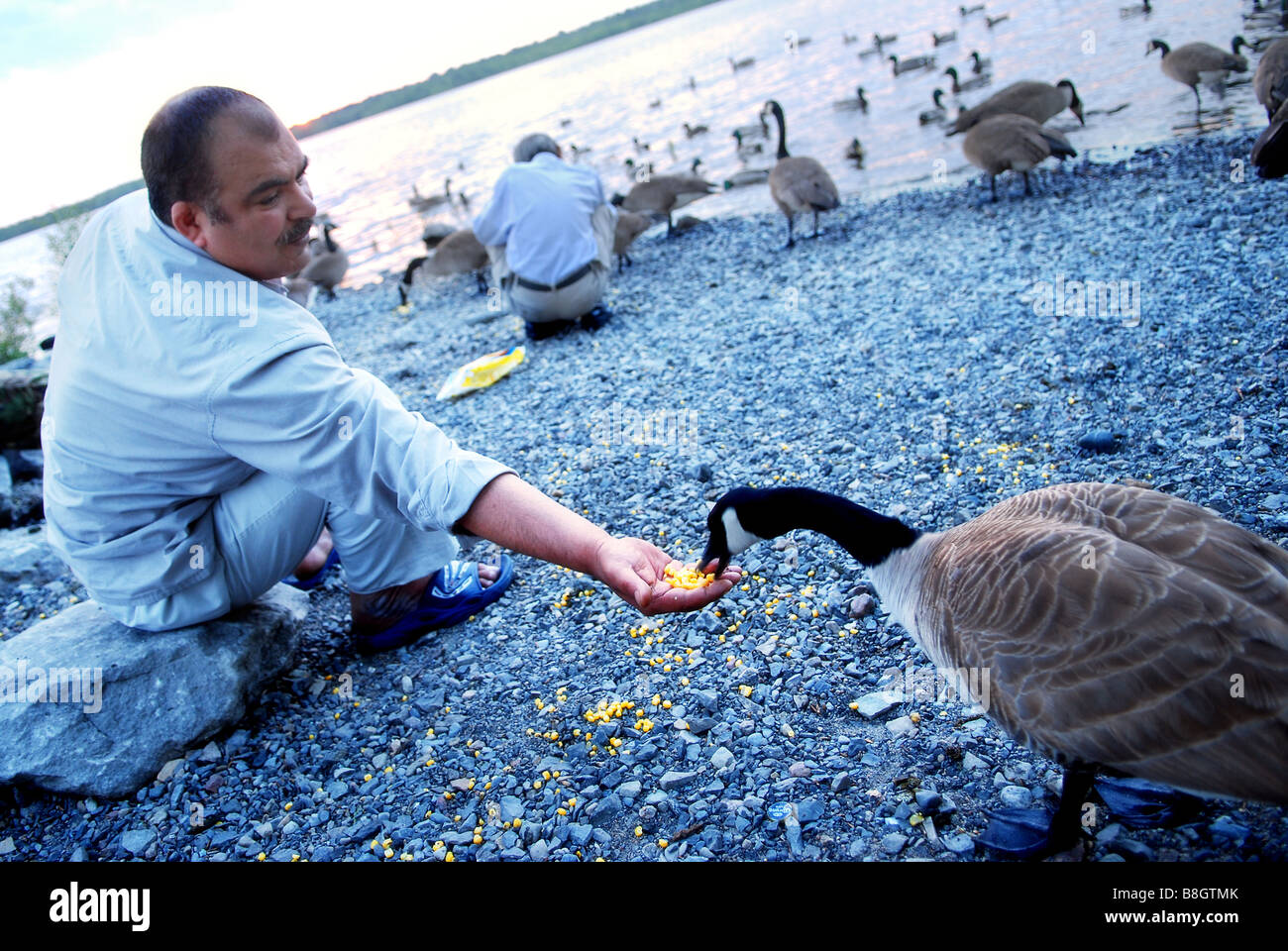 Man hand feeding geese at the waterfront Stock Photo - Alamy