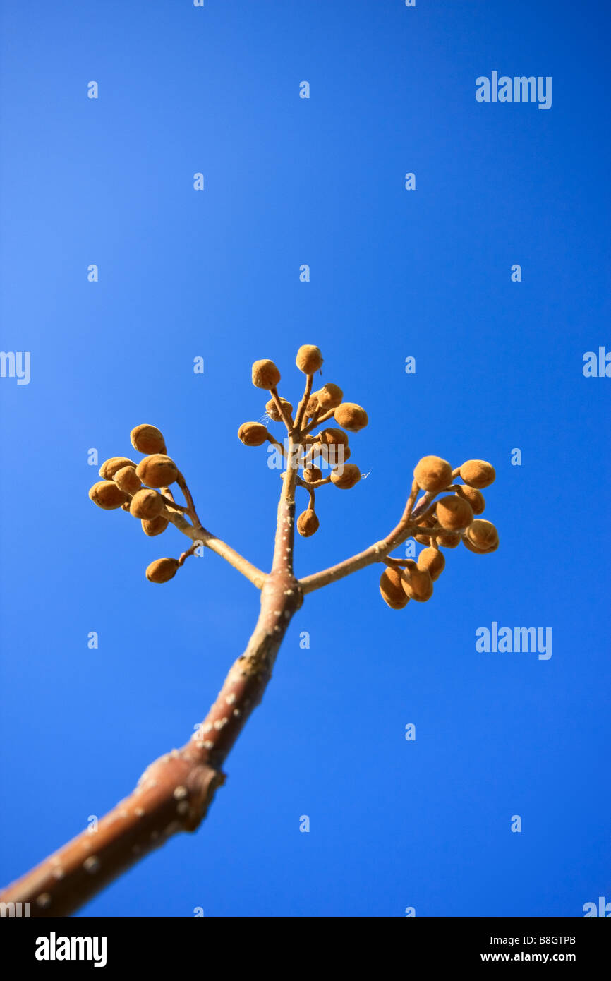 Tree branch with fruit photographed looking up Stock Photo - Alamy