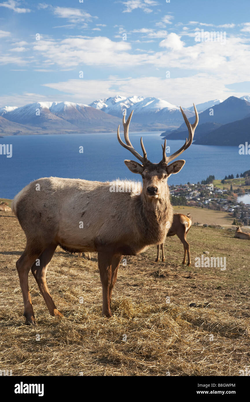 Red Deer New Zealand High Resolution Stock Photography and Images - Alamy