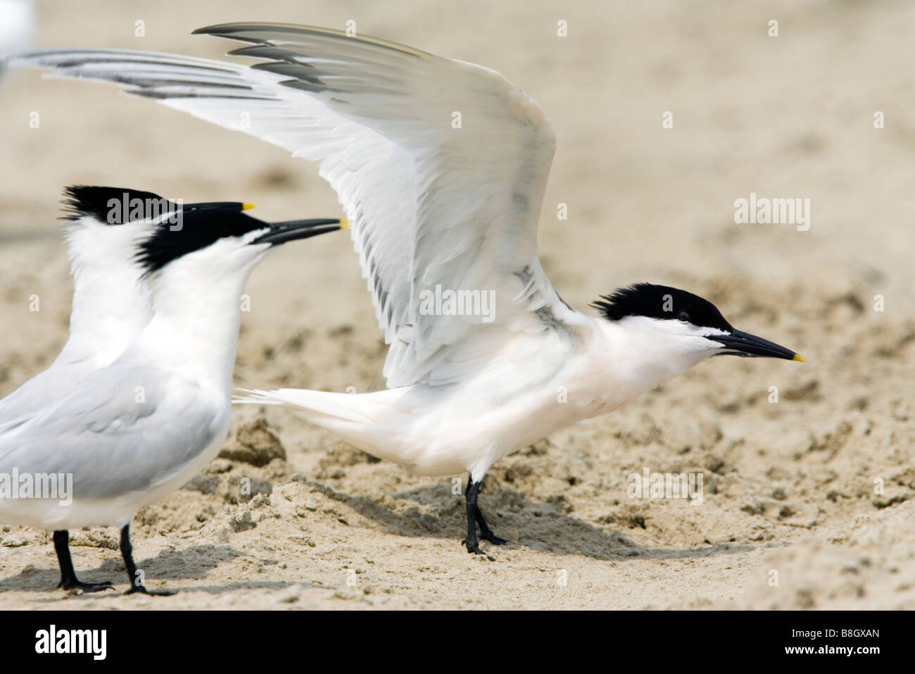 Fish eater sand hi-res stock photography and images - Alamy