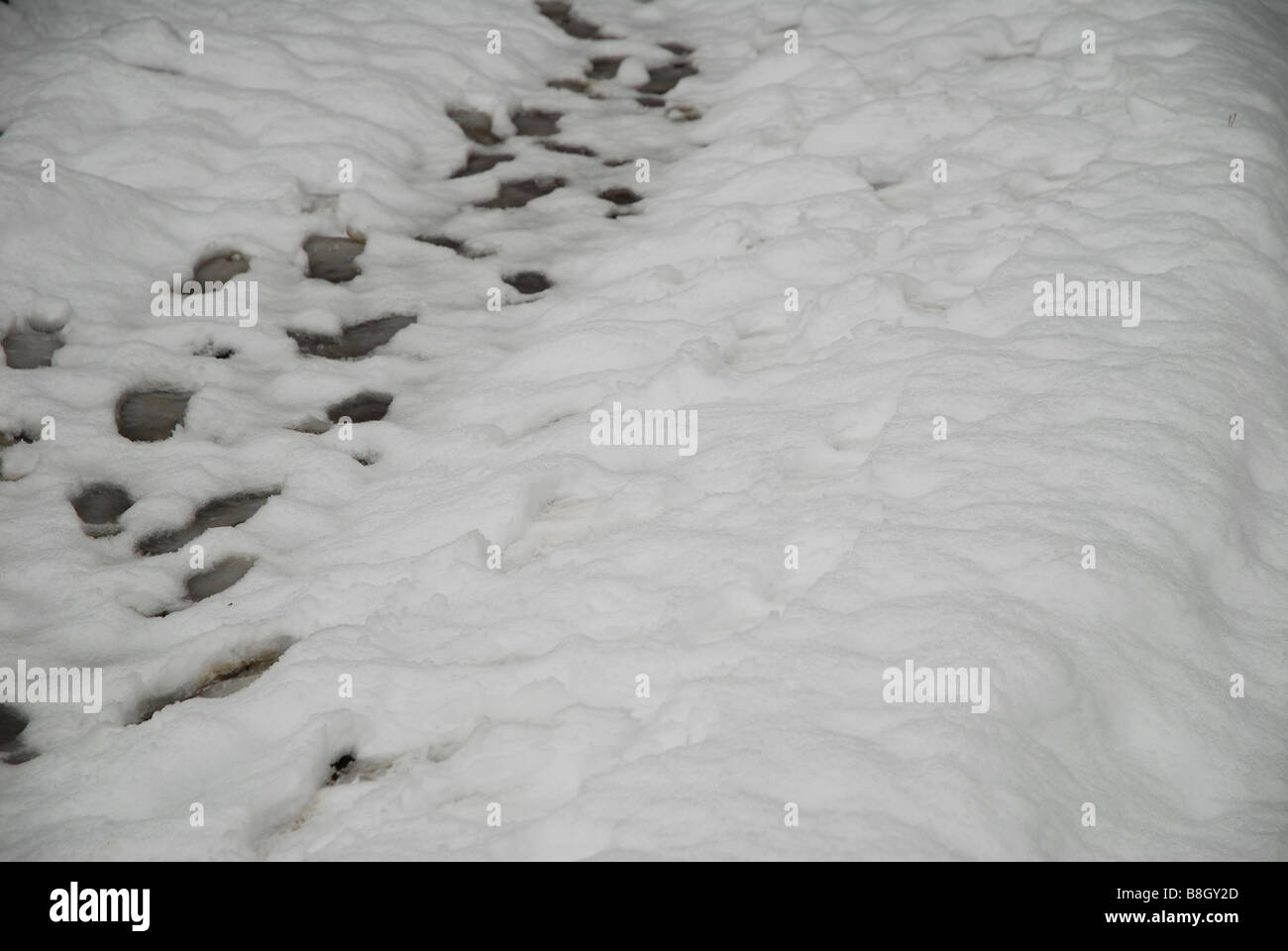 Footprints in fresh snow Stock Photo - Alamy