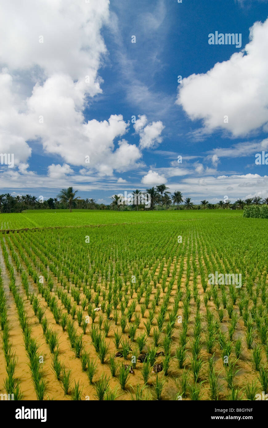 Indonesia agriculture with duck in the paddy rice field and dramatic ...