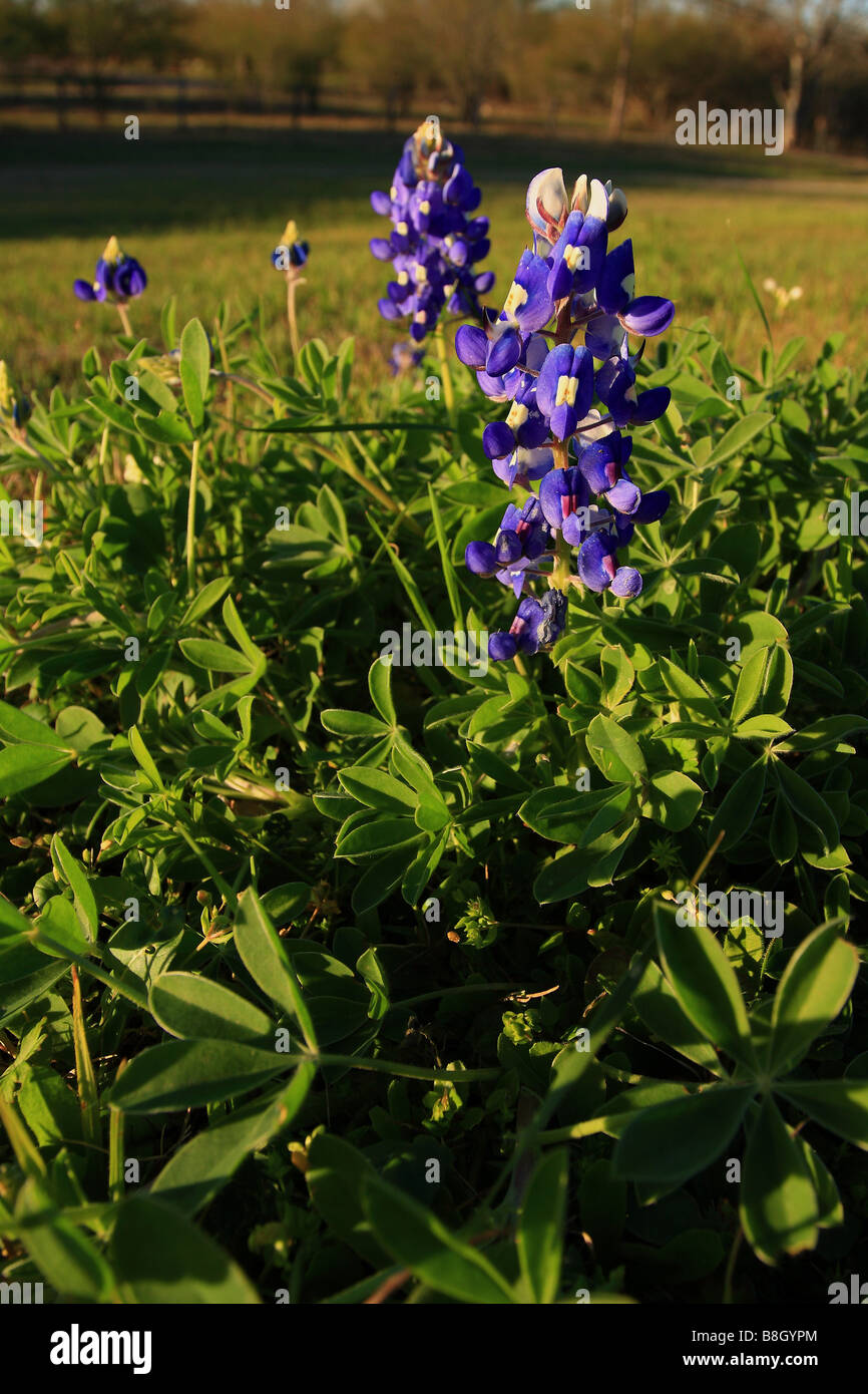 Lupinus texensis hi-res stock photography and images - Alamy